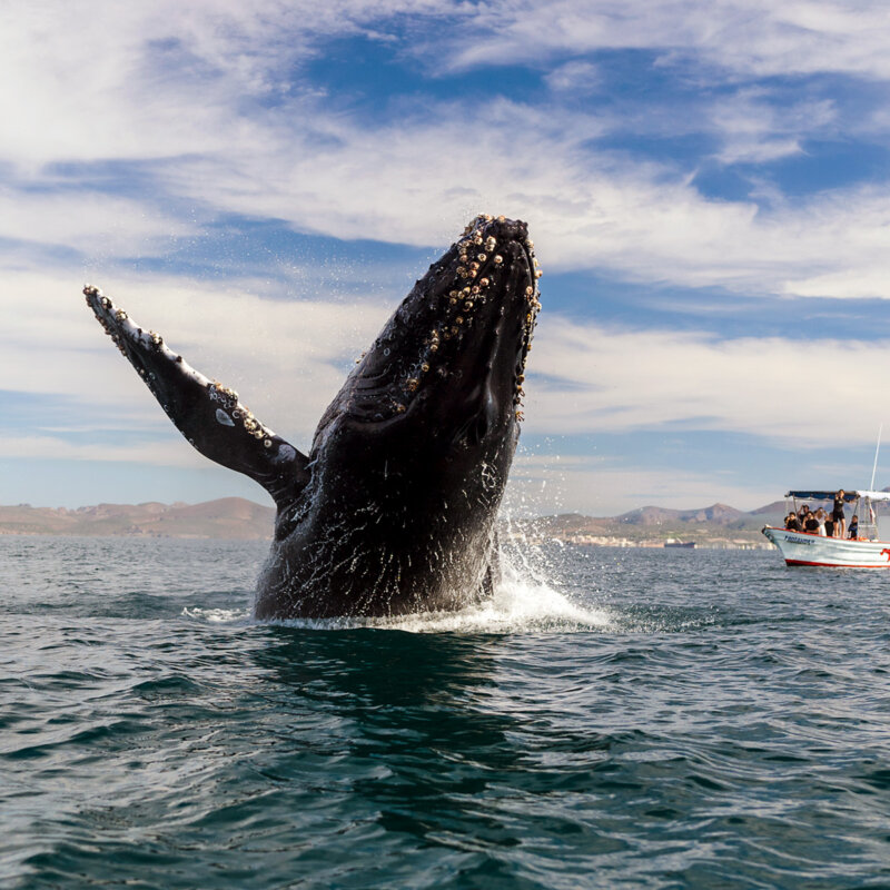 Want to Experience the Real Baja? You Can Skip Cabo... | OARS
