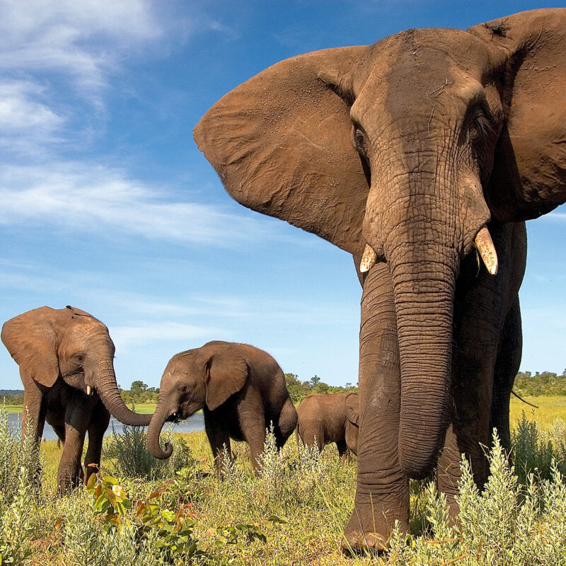 The Zambezi: A River Worth Saving | OARS