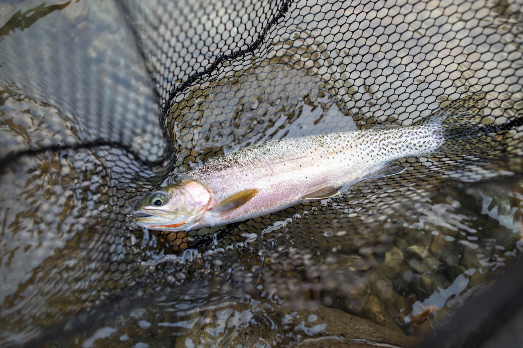 Middle Fork Magic: An Intro to Fly Fishing Idaho’s Salmon River – OARS
